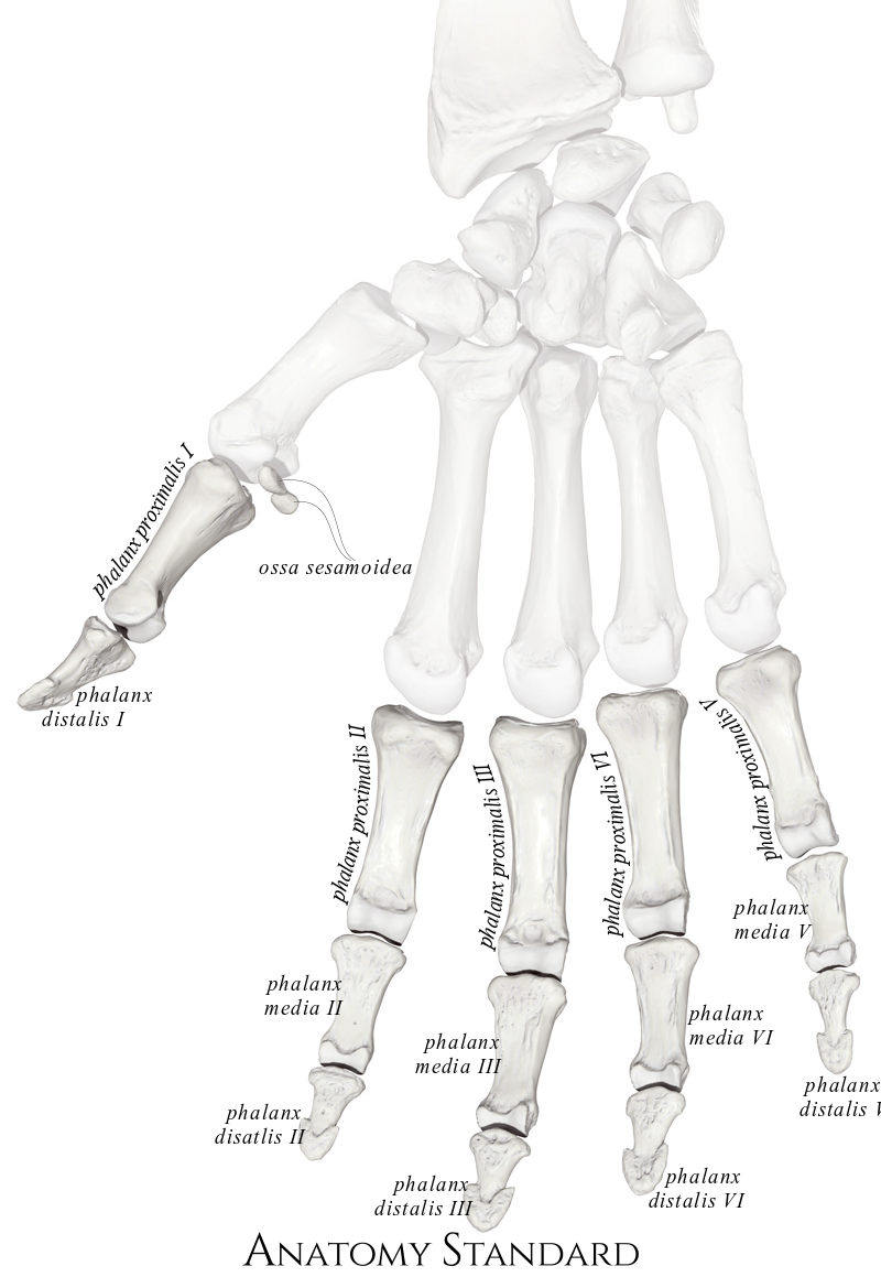 Anatomy Standard - Drawing Phalanges in situ: palmar view - Latin labels | AnatomyTOOL